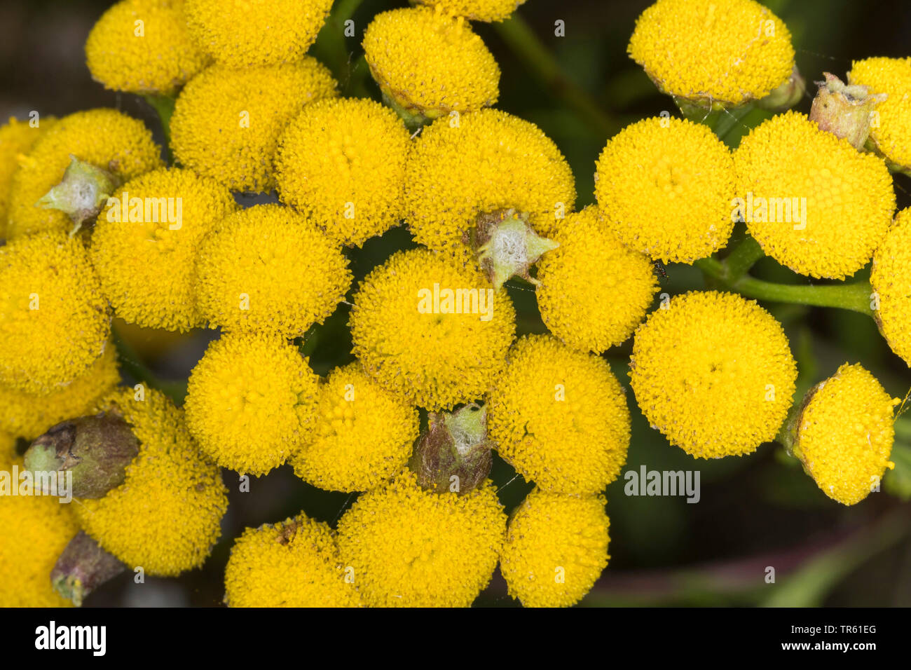 Insect galls hi-res stock photography and images - Alamy