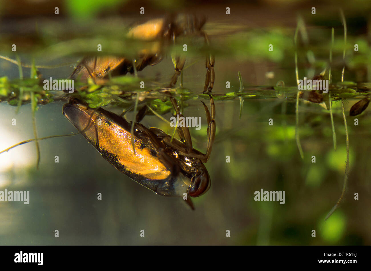 common backswimmer, backswimmer, notonectid, notonectids (Notonecta ...
