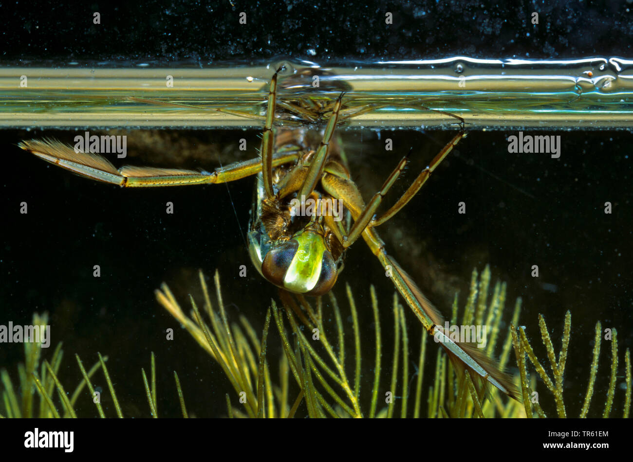 common backswimmer, backswimmer, notonectid, notonectids (Notonecta ...