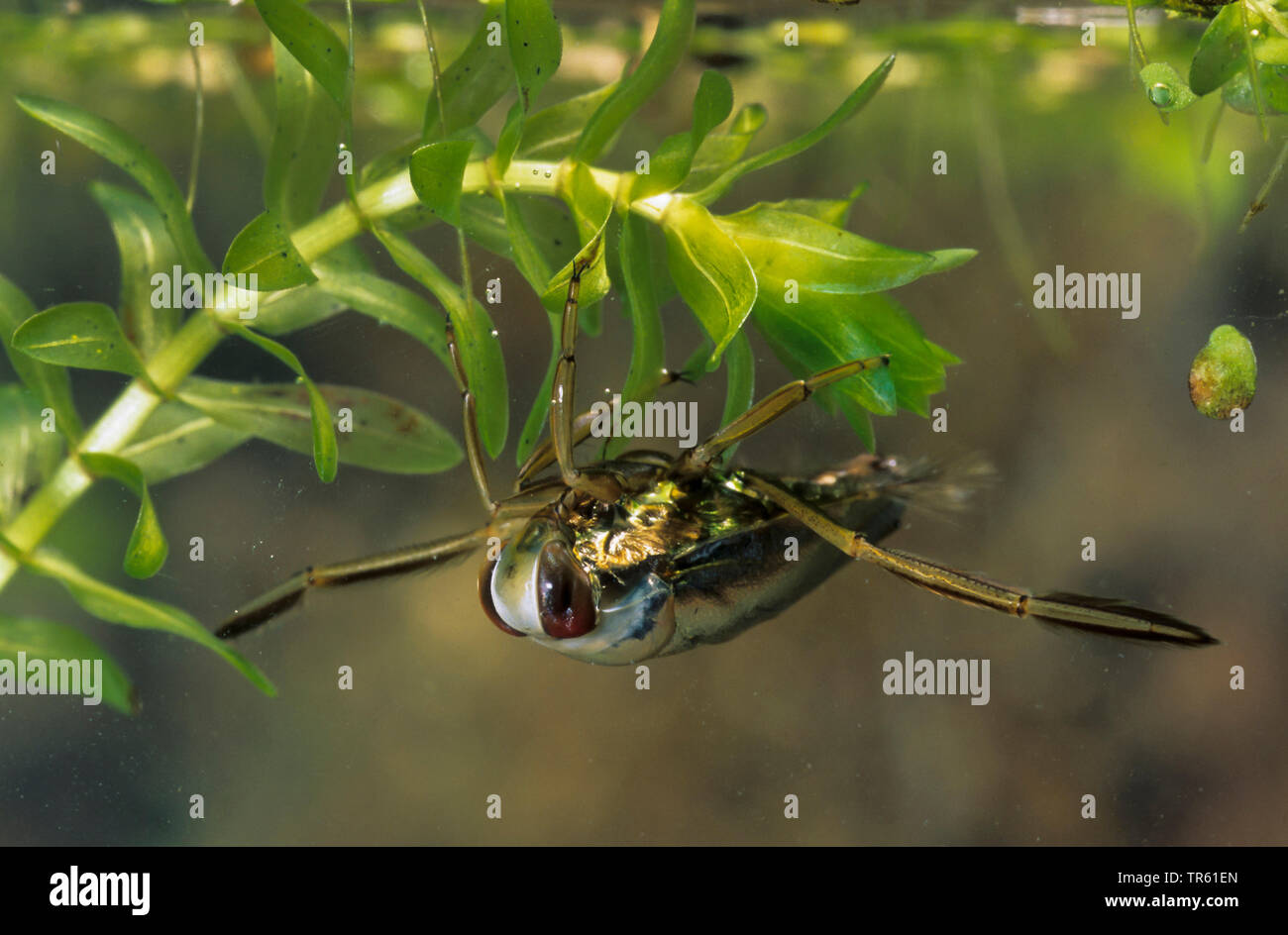 common backswimmer, backswimmer, notonectid, notonectids (Notonecta ...