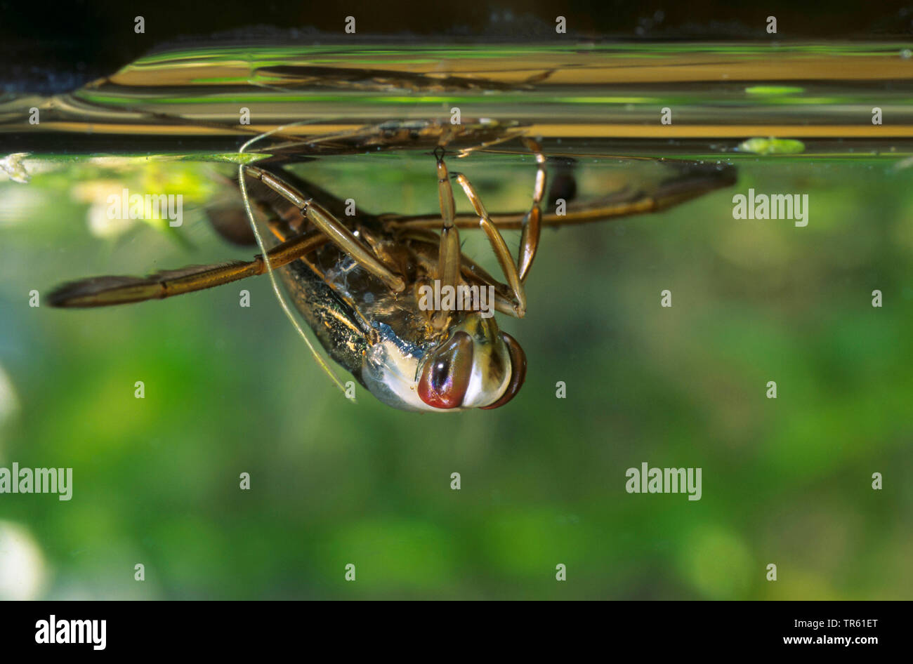Backswimmer insects hi-res stock photography and images - Alamy