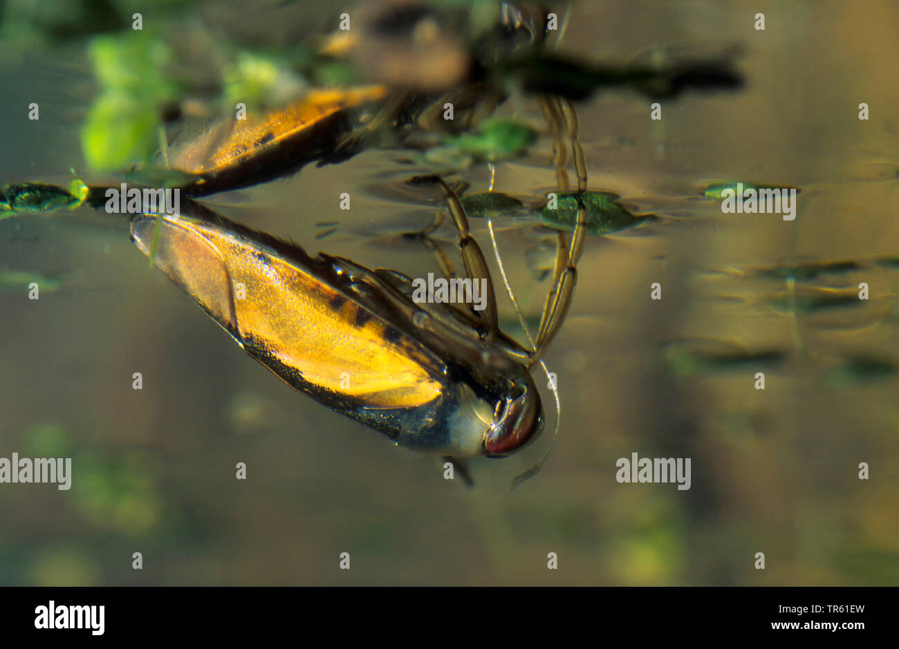 common backswimmer, backswimmer, notonectid, notonectids (Notonecta ...
