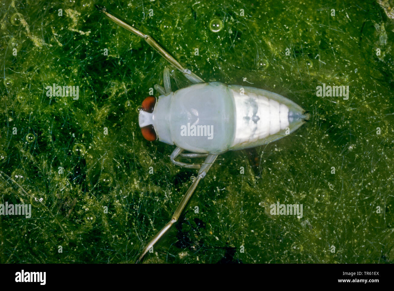 common backswimmer, backswimmer, notonectid, notonectids (Notonecta ...