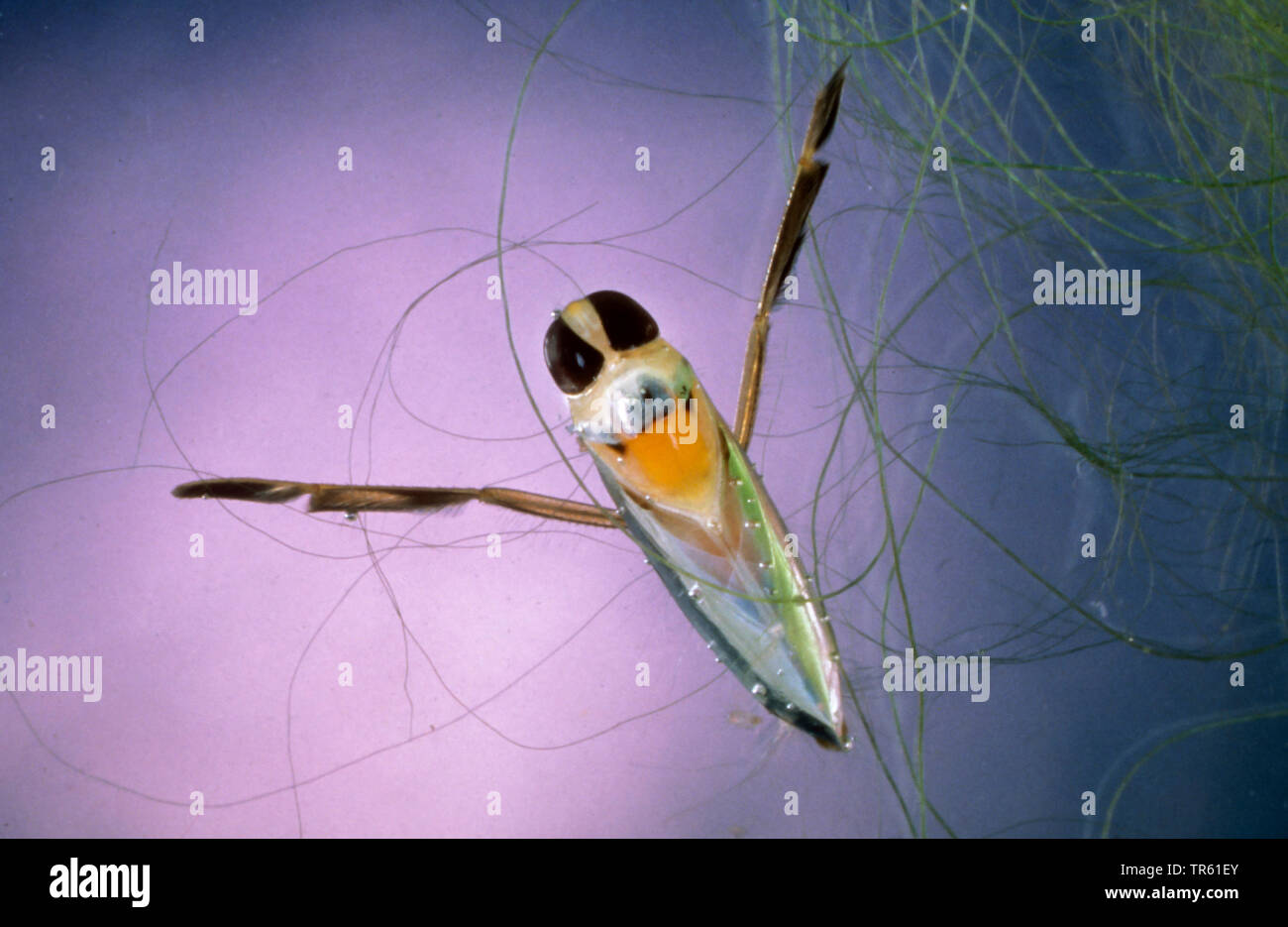 common backswimmer, backswimmer, notonectid, notonectids (Notonecta ...