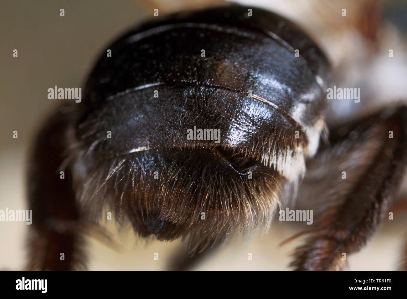 Strepsiptera parasite hi-res stock photography and images - Alamy