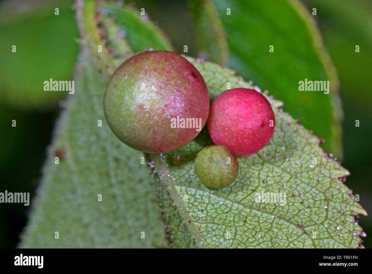 cynipid wasp, Rose smooth pea-gall cynipid (Diplolepis eglanteriae ...
