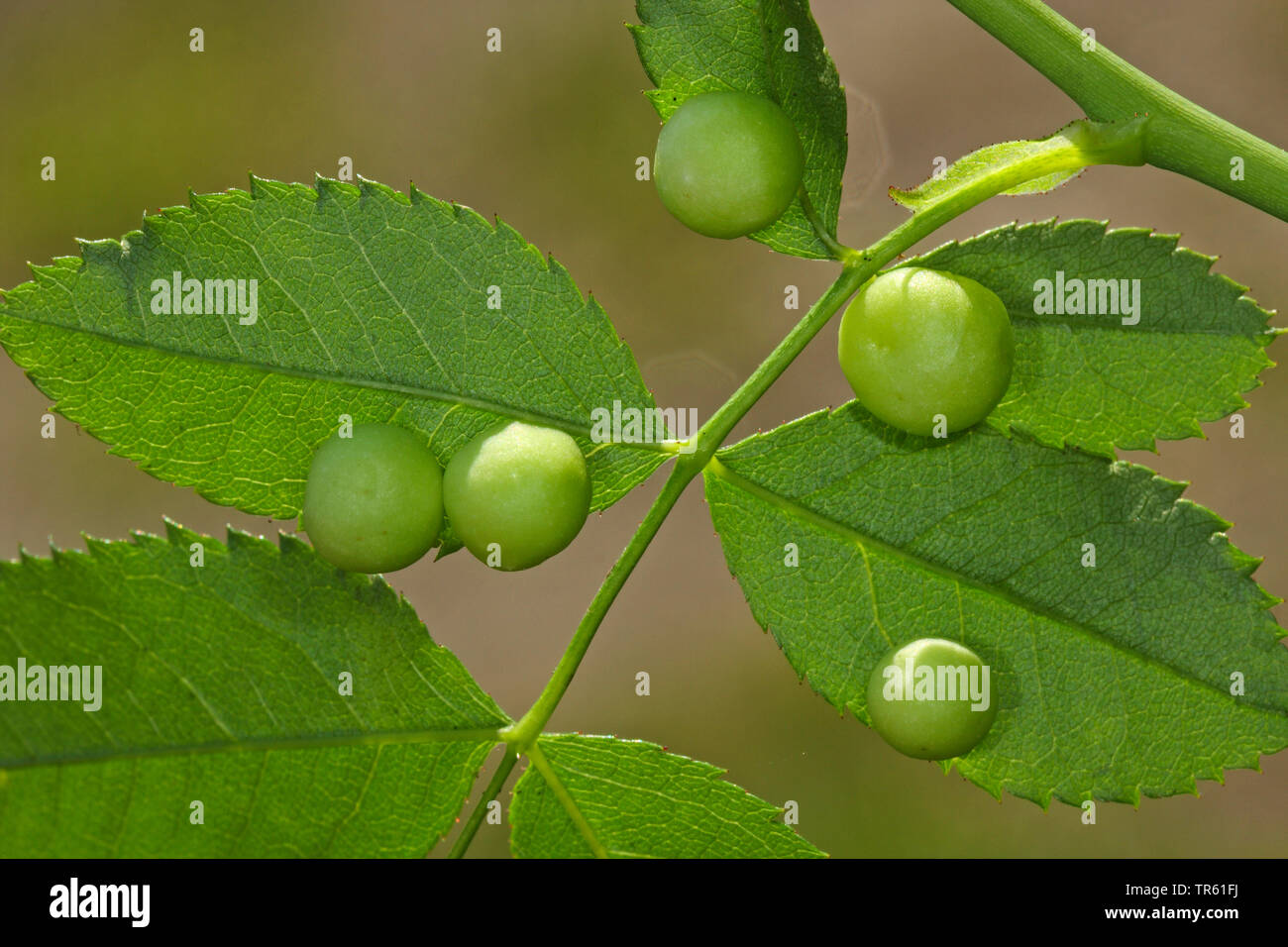 cynipid wasp, Rose smooth pea-gall cynipid (Diplolepis eglanteriae ...