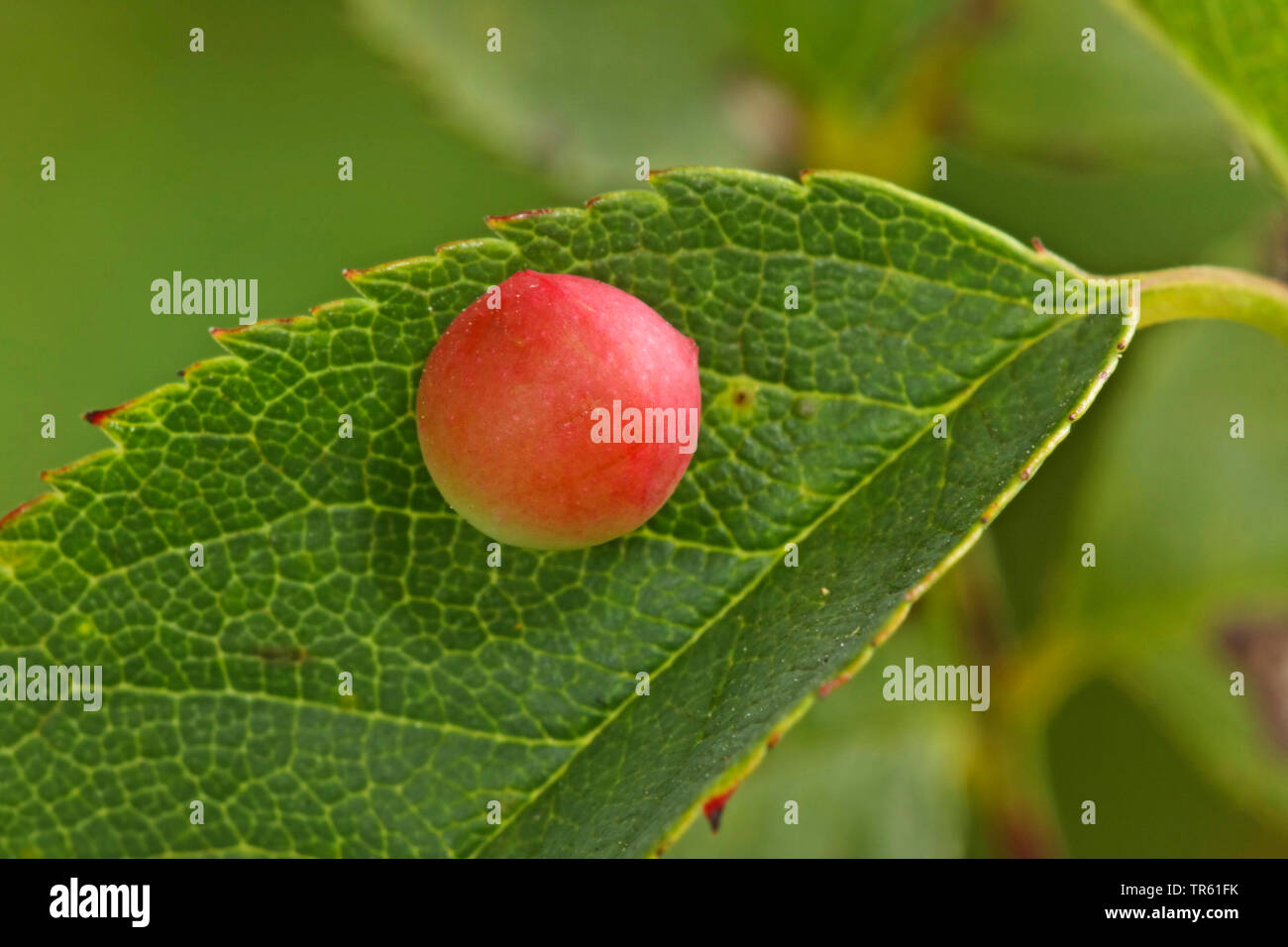 cynipid wasp, Rose smooth pea-gall cynipid (Diplolepis eglanteriae ...