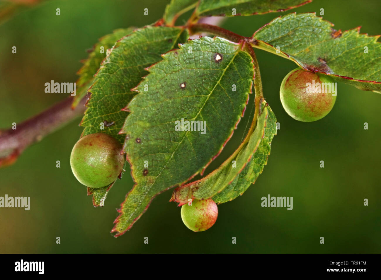 cynipid wasp, Rose smooth pea-gall cynipid (Diplolepis eglanteriae ...