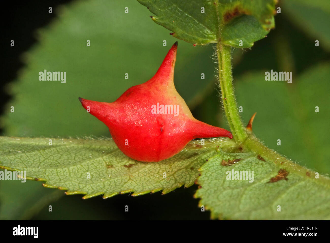 Sputnik Gall Wasp, cynipid wasp, Spiked pea gall, Spike Pea Gall Wasp ...