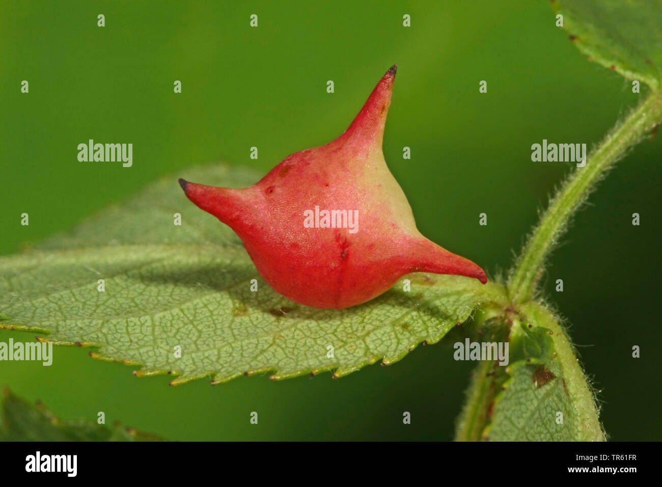 Sputnik Gall Wasp, cynipid wasp, Spiked pea gall, Spike Pea Gall Wasp ...