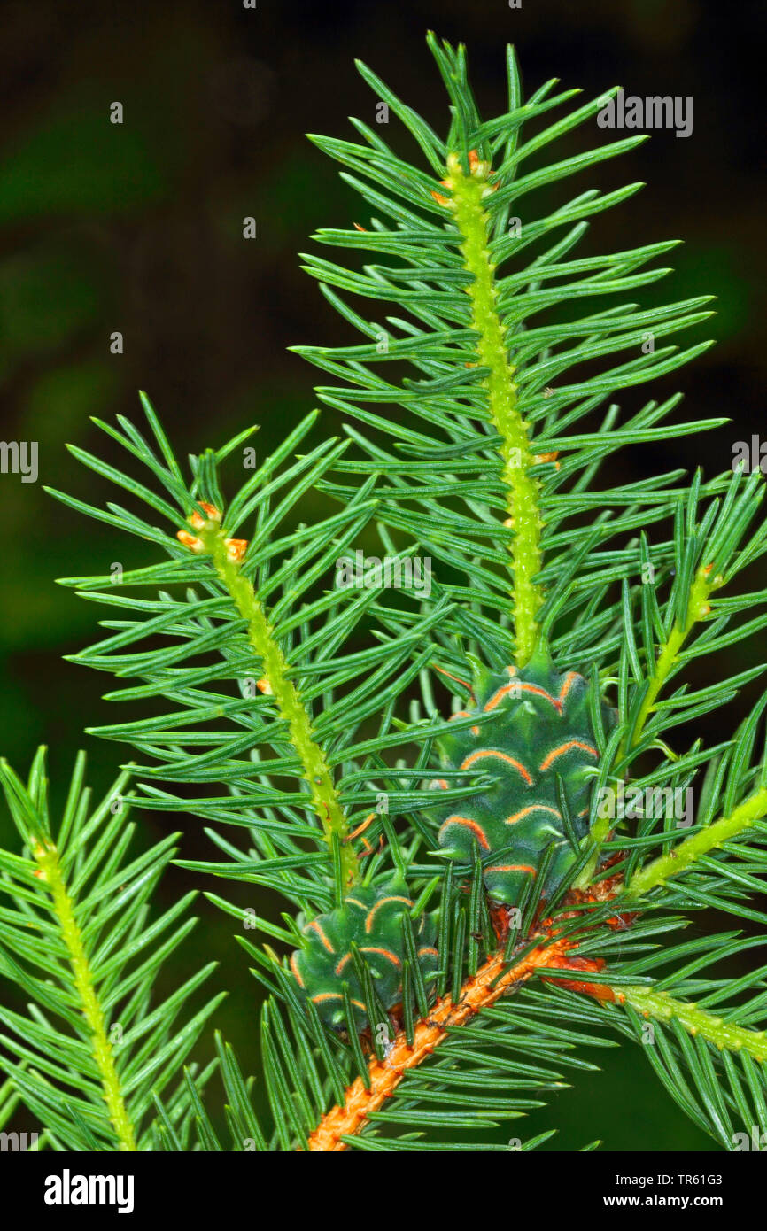 Pineapple gall adelgid, Eastern spruce gall adelgid, yellow spruce gall ...