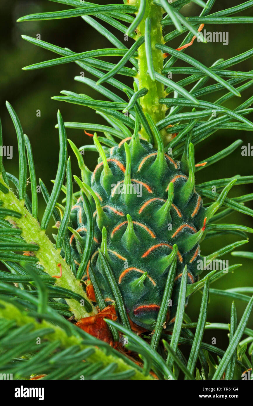 Pineapple gall adelgid, Eastern spruce gall adelgid, yellow spruce gall ...