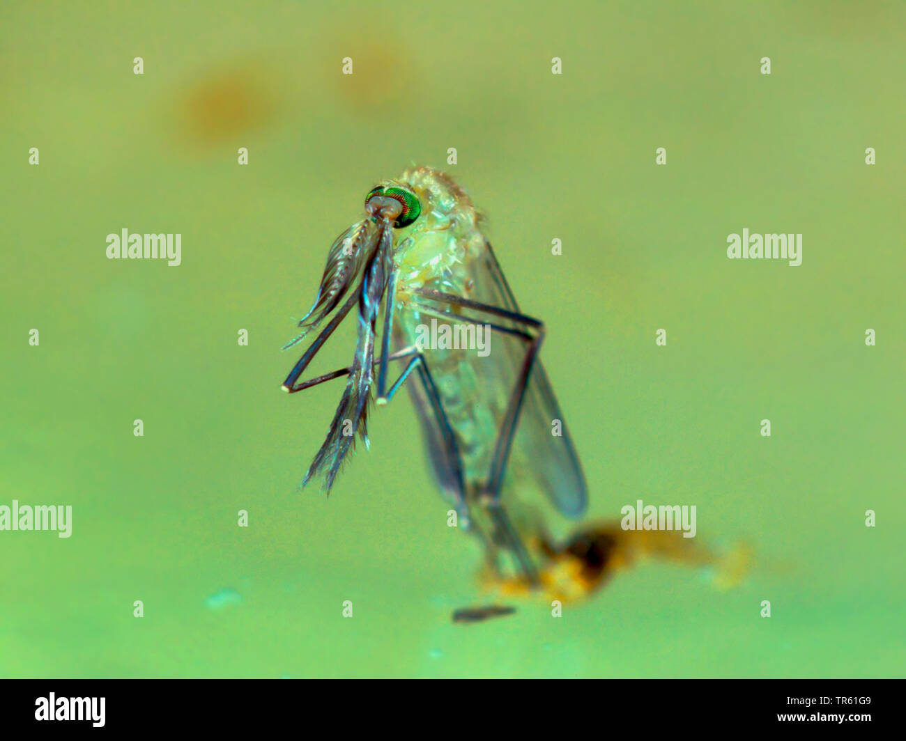 house mosquito, northern common house mosquito, common gnat, house gnat ...