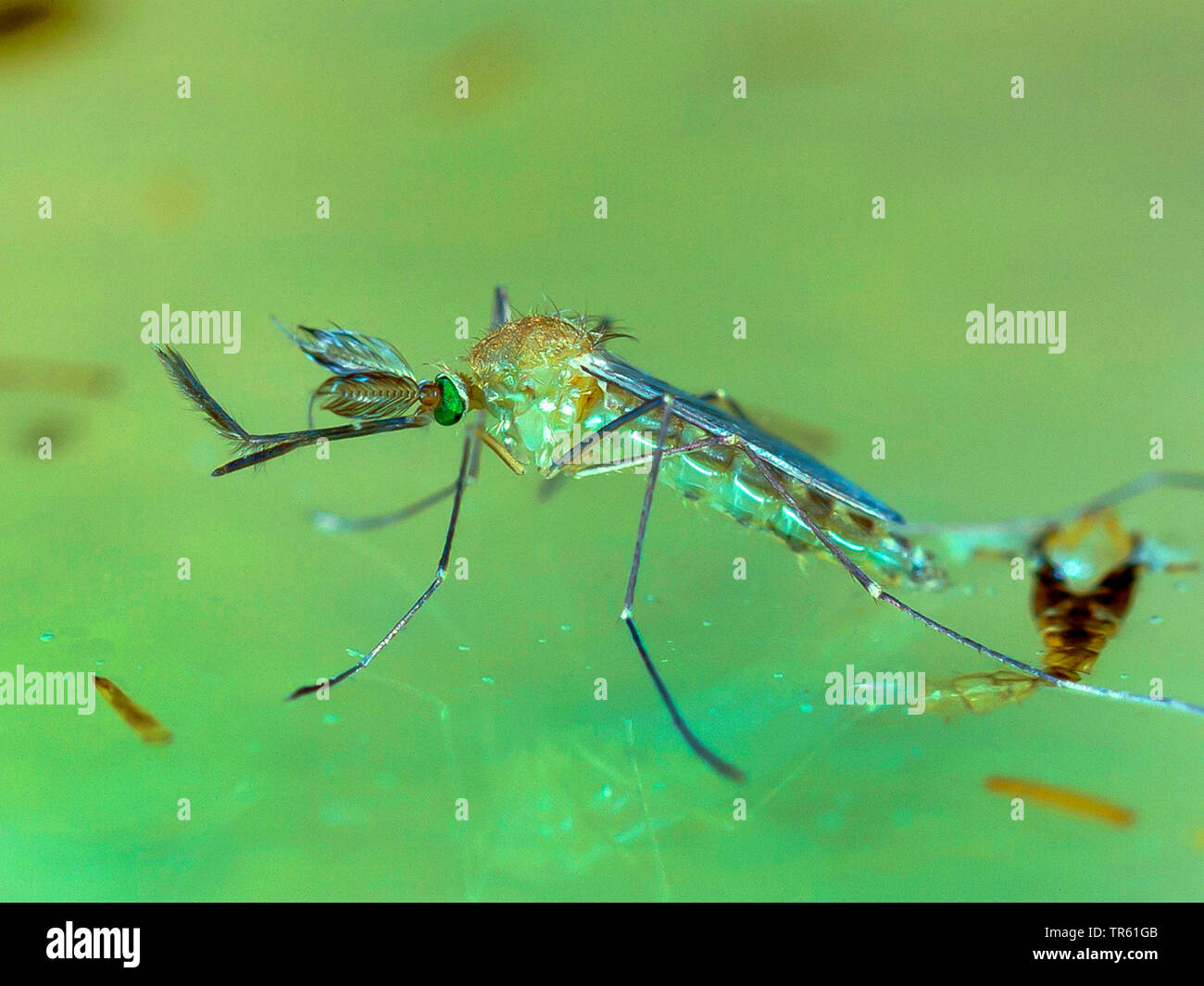 house mosquito, northern common house mosquito, common gnat, house gnat ...