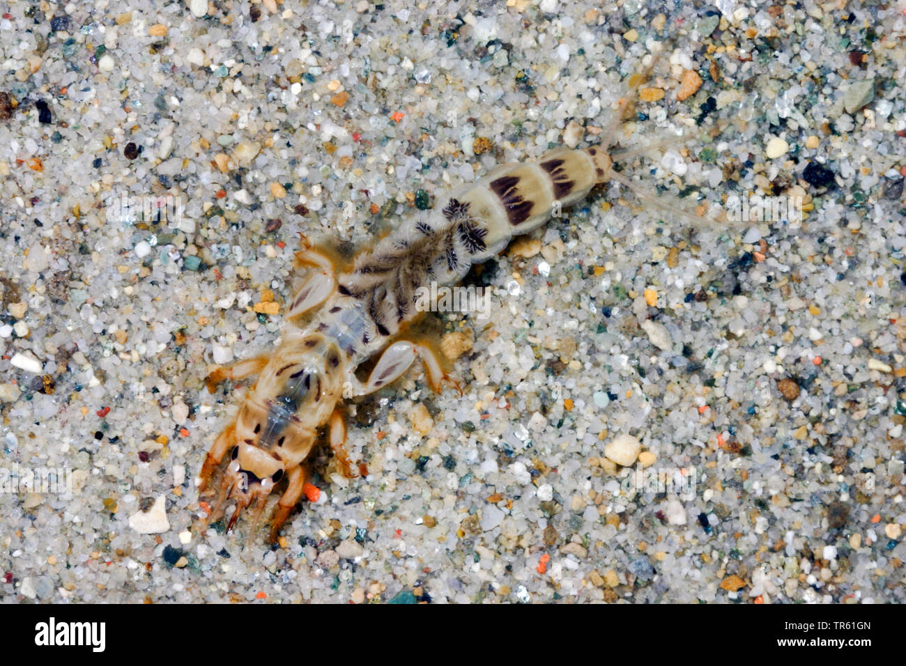 Mayfly nymph hi-res stock photography and images - Alamy