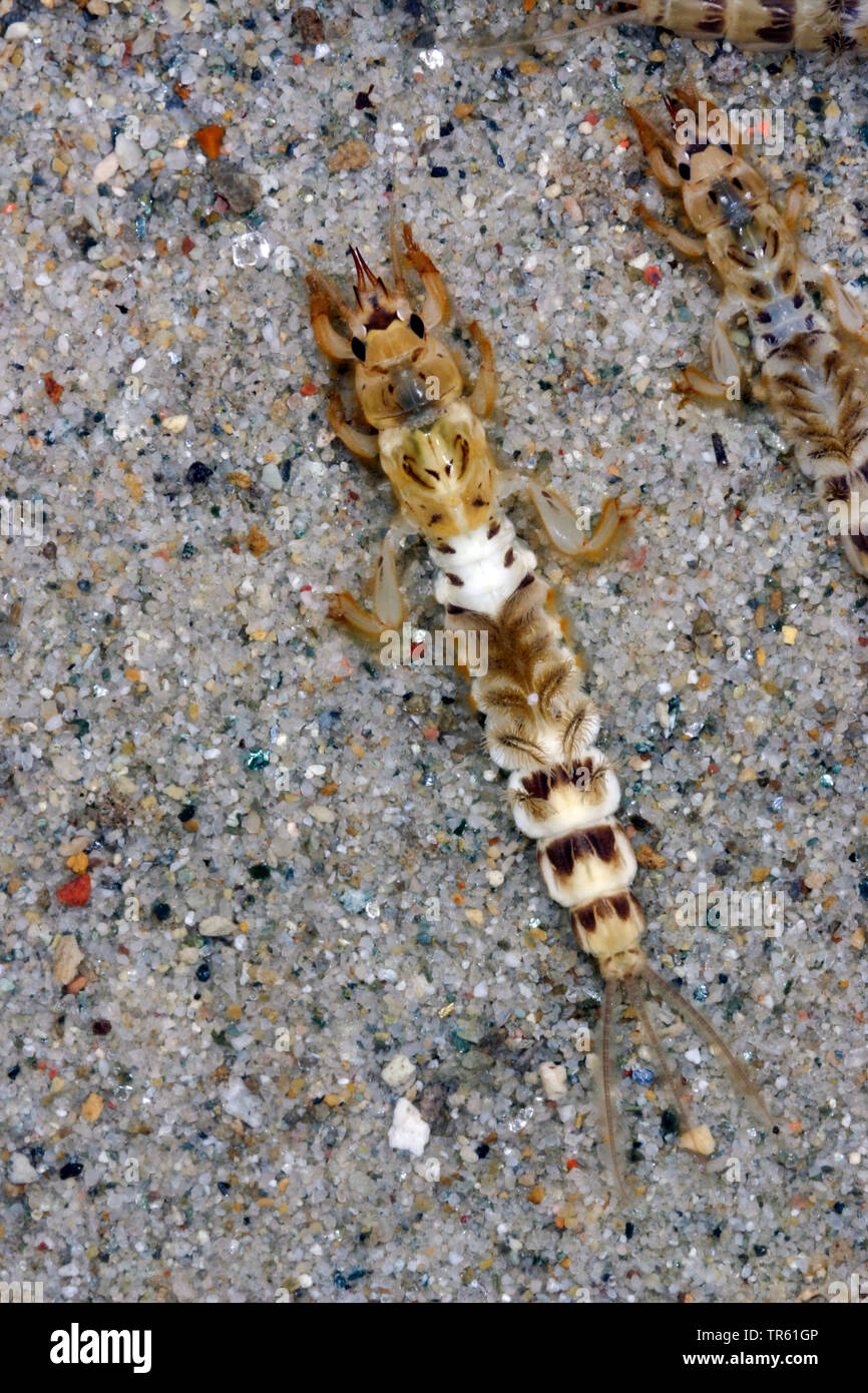 Mayfly (Ephemera danica), nymph in the water, view from above, Germany ...
