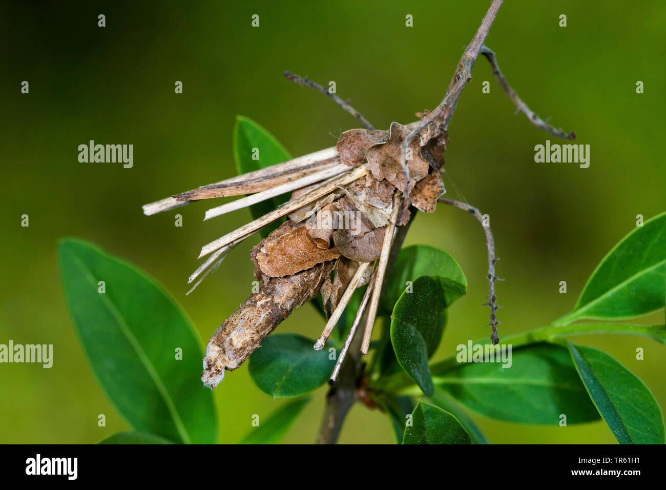 Sweep ups hi-res stock photography and images - Alamy