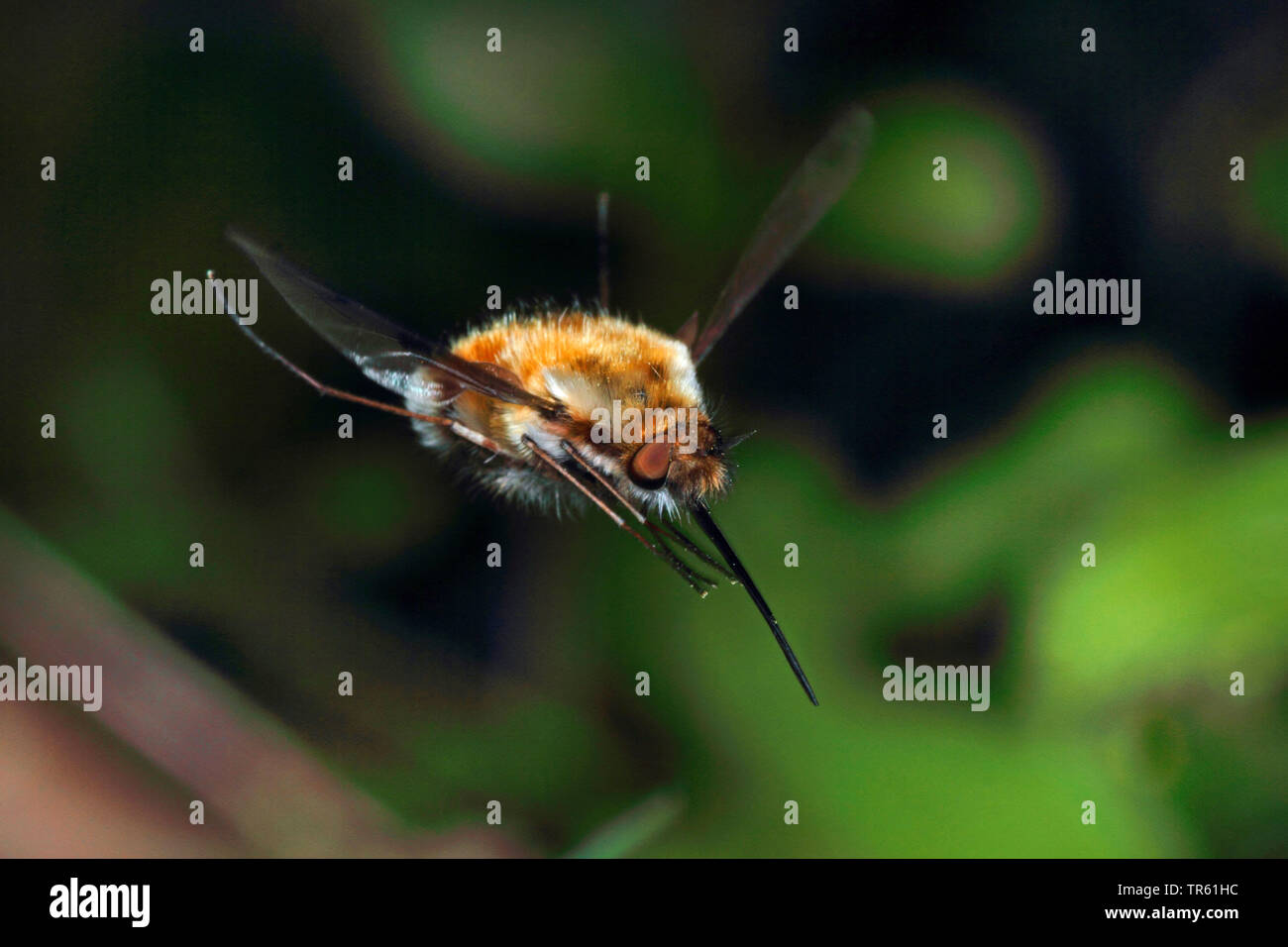 Large flying insects hi-res stock photography and images - Alamy