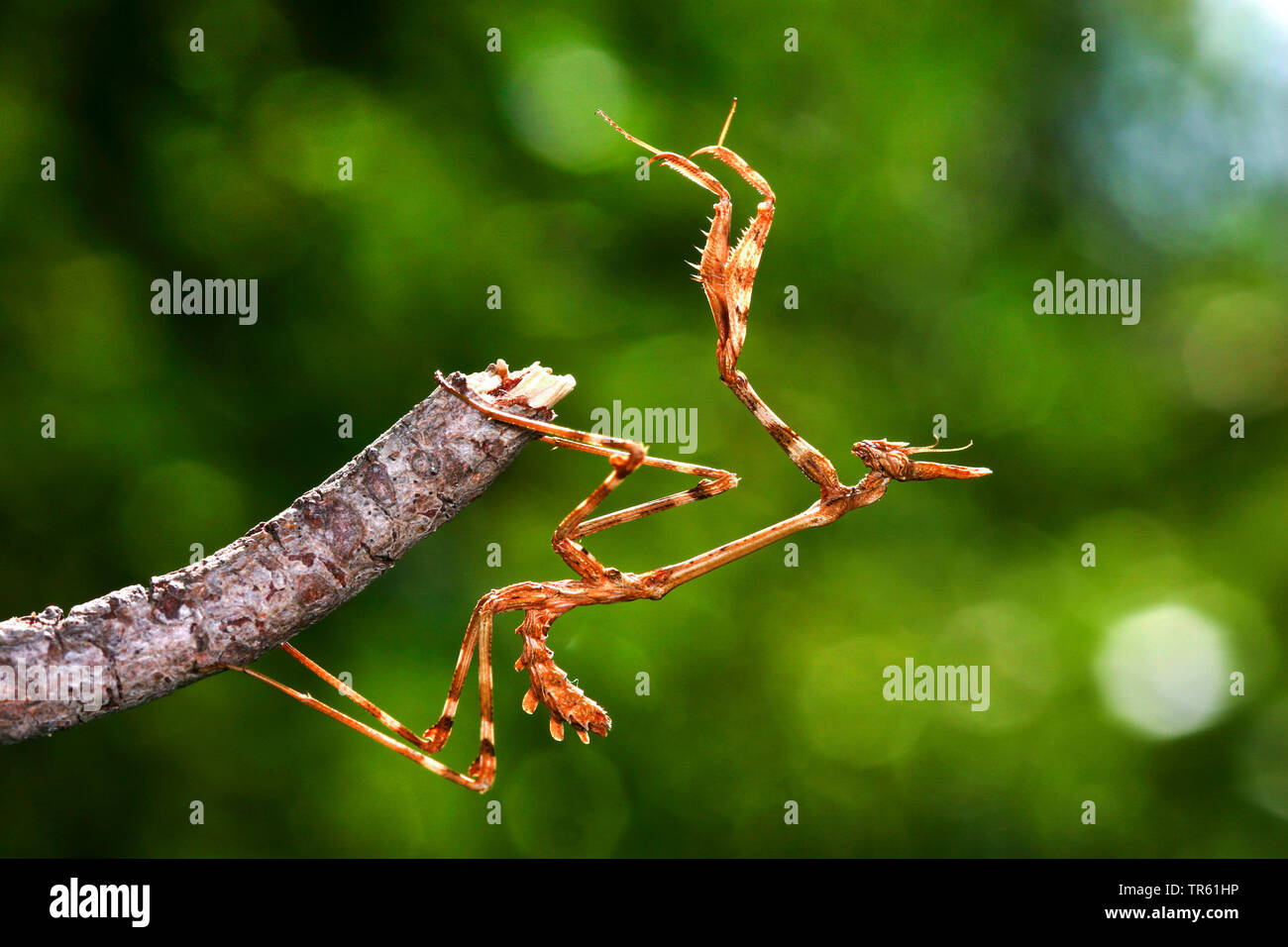 Conehead Mantis (Empusa pennata), nymph at a branch, side view Stock ...