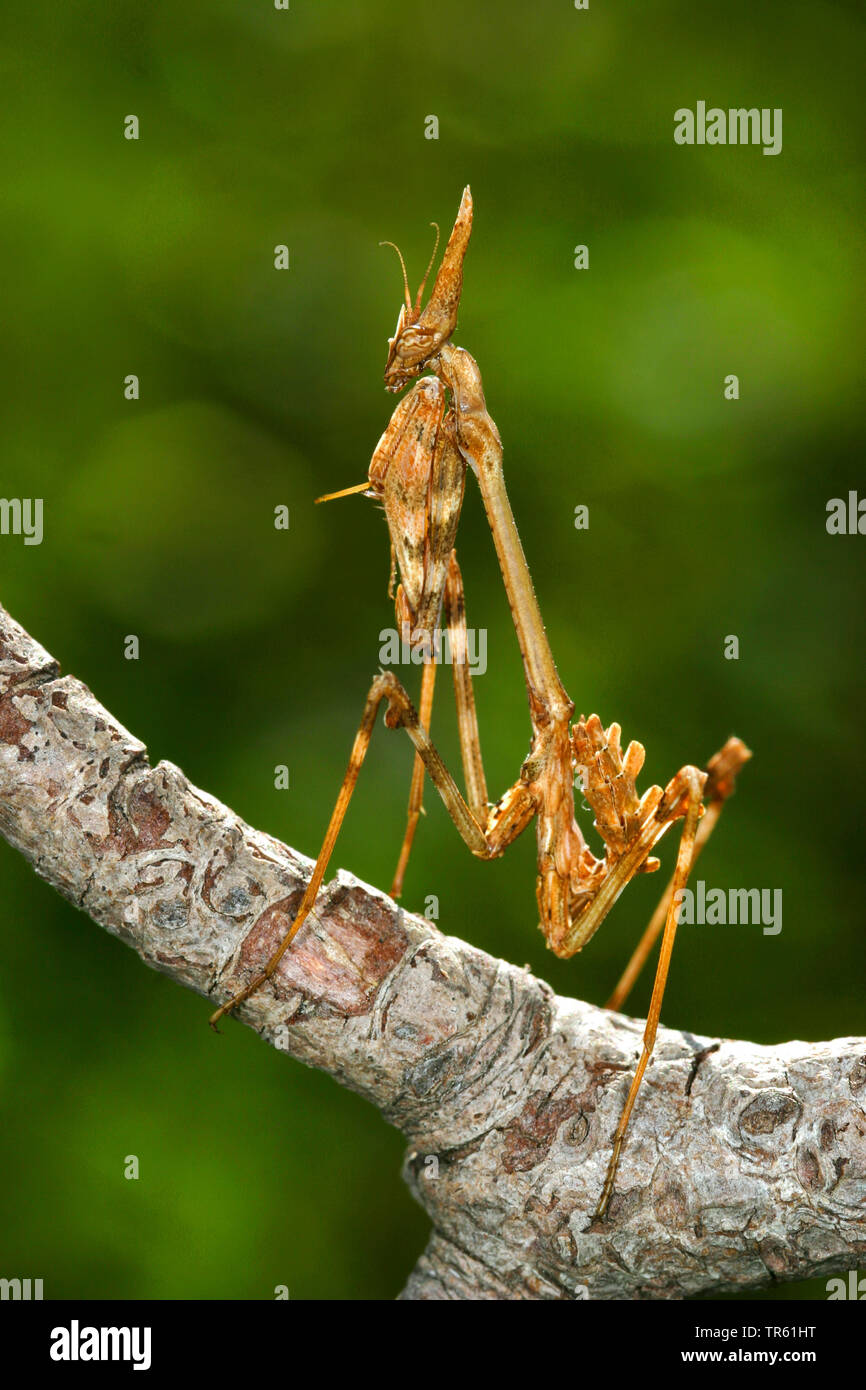 Conehead Mantis (Empusa pennata), nymph on a branch, side view Stock ...