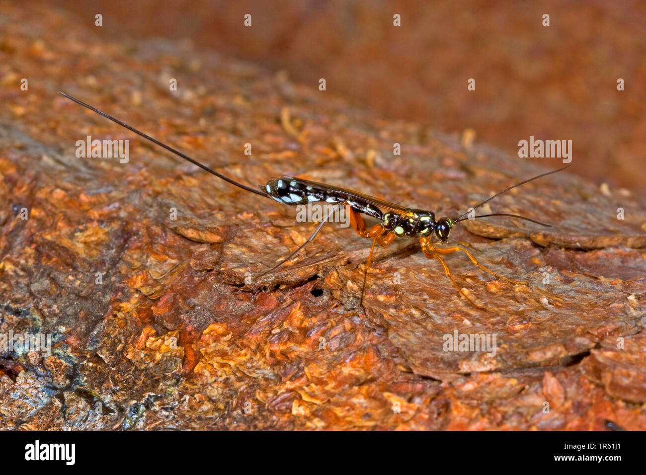 Giant Ichneumon, Sabre Wasp, Large ichneumon wasp (Rhyssa persuasoria ...