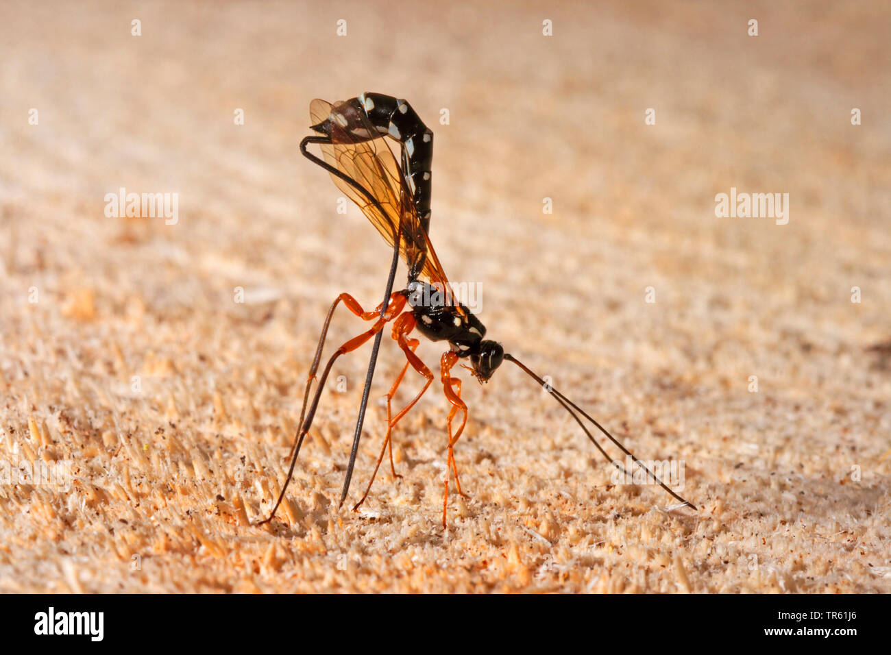 Giant Ichneumon, Sabre Wasp, Large ichneumon wasp (Rhyssa persuasoria ...