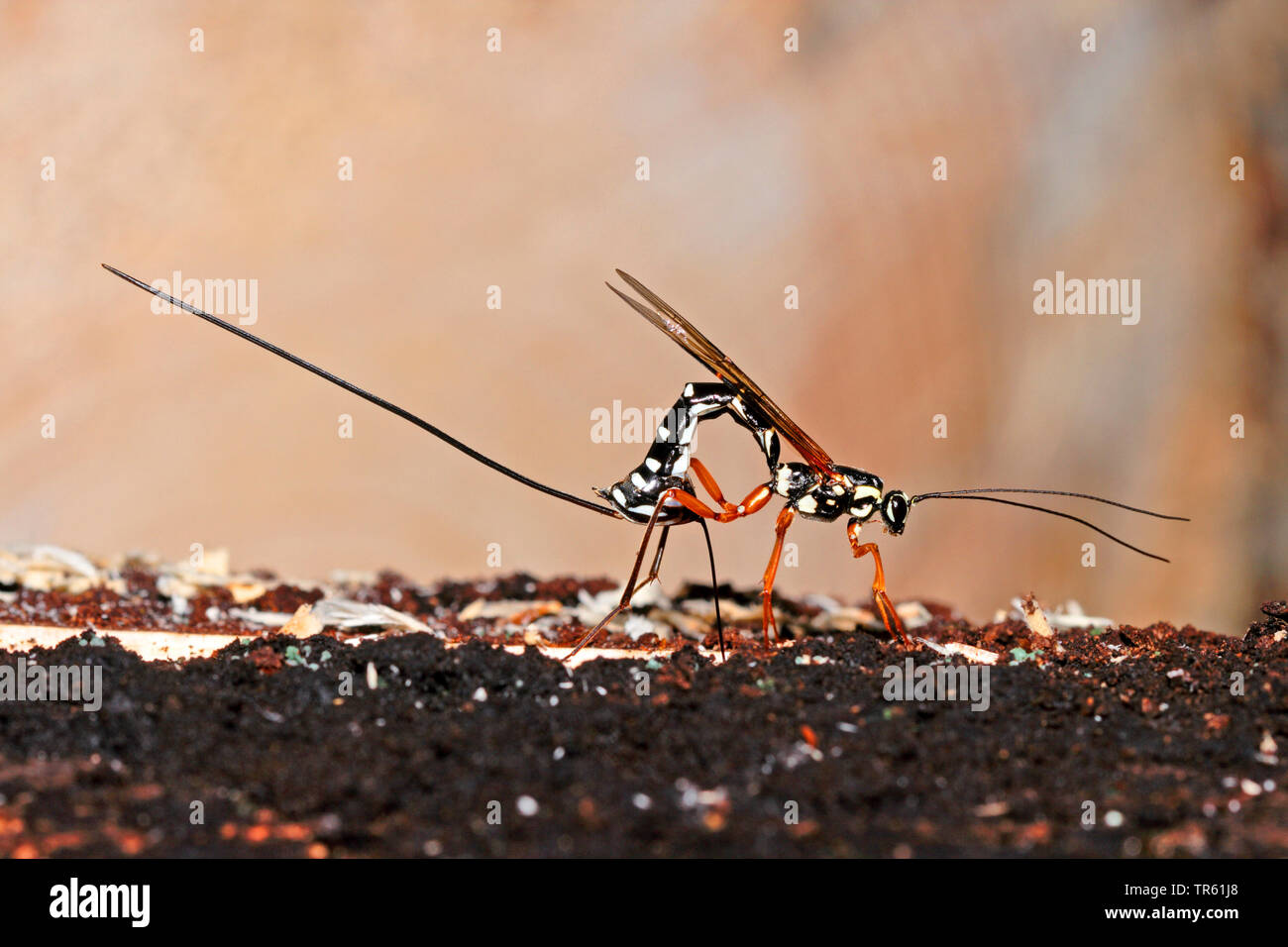 Giant Ichneumon, Sabre Wasp, Large ichneumon wasp (Rhyssa persuasoria ...