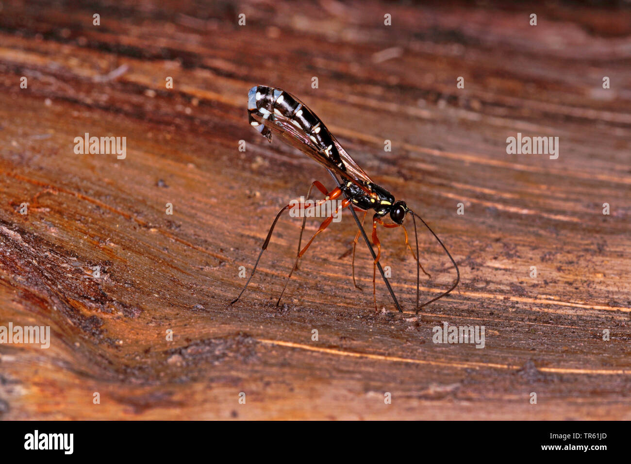 Giant Ichneumon, Sabre Wasp, Large ichneumon wasp (Rhyssa persuasoria ...