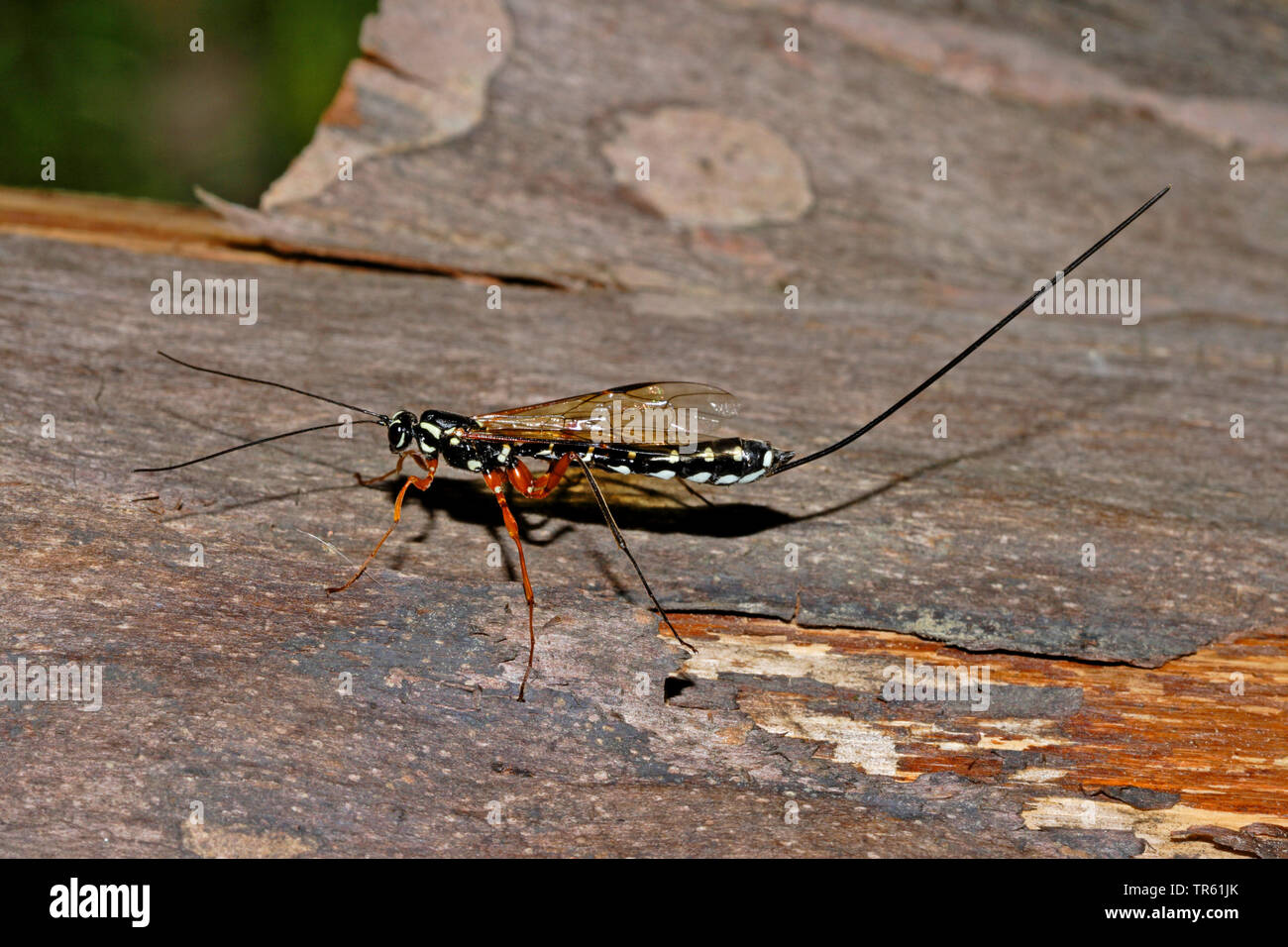 Giant Ichneumon, Sabre Wasp, Large ichneumon wasp (Rhyssa persuasoria ...