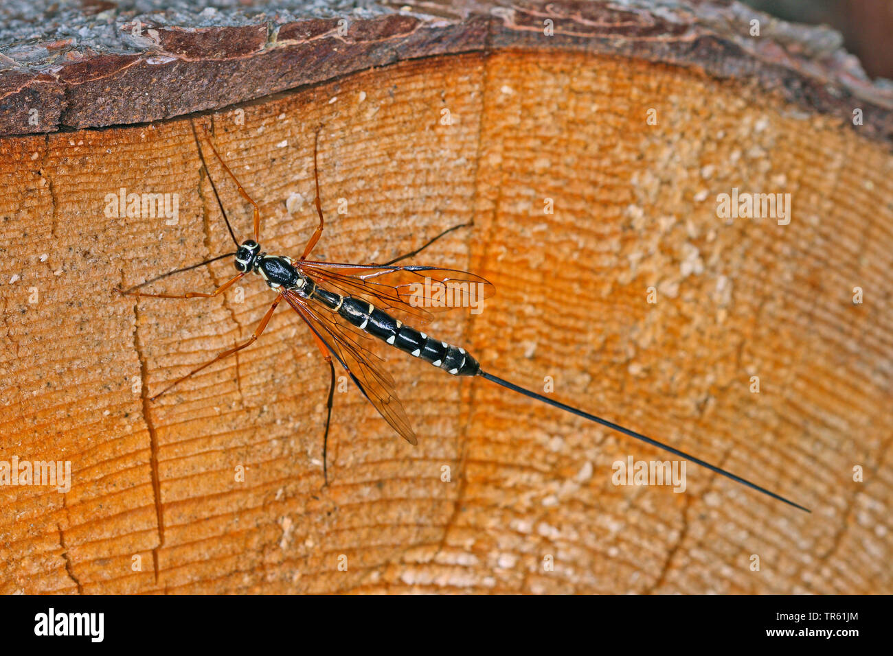 Giant Ichneumon, Sabre Wasp, Large ichneumon wasp (Rhyssa persuasoria ...
