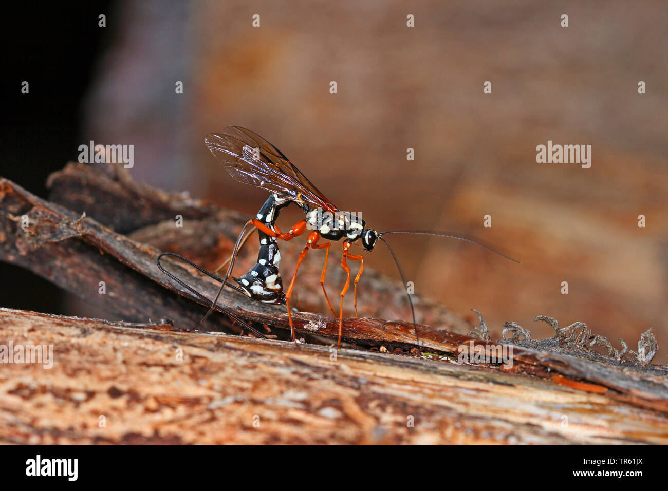 Giant Ichneumon, Sabre Wasp, Large ichneumon wasp (Rhyssa persuasoria ...