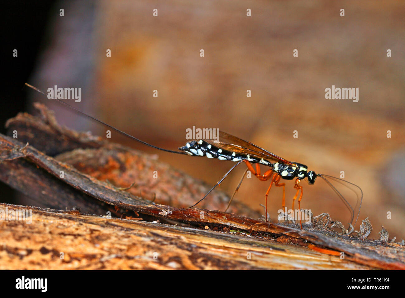 Giant Ichneumon, Sabre Wasp, Large ichneumon wasp (Rhyssa persuasoria ...