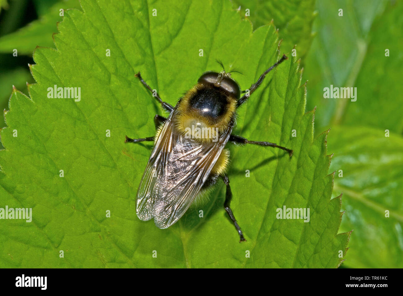 Bumblebee mimic hoverfly (Volucella bombylans), sitting on a leaf, view ...
