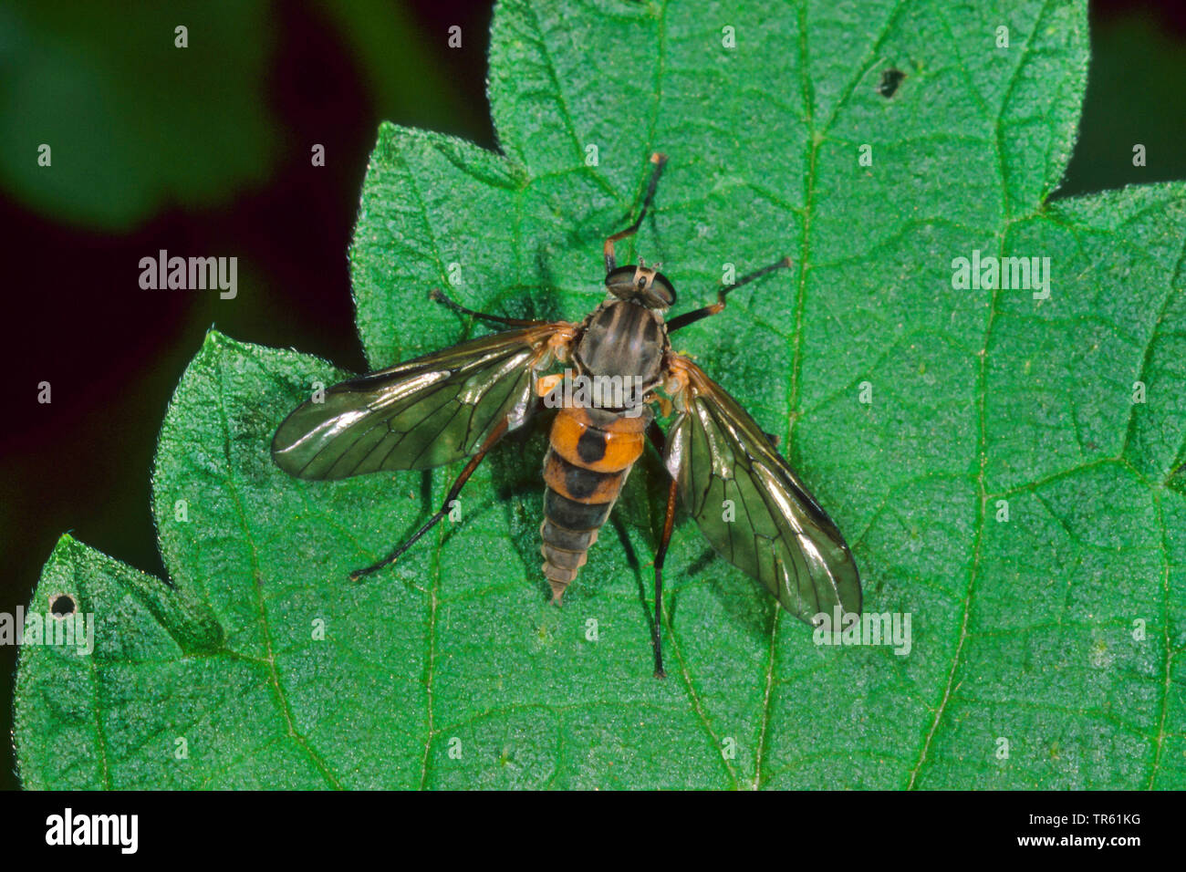 ibis fly, snipe fly (Atherix ibis), male sitting on a leaf, view from ...