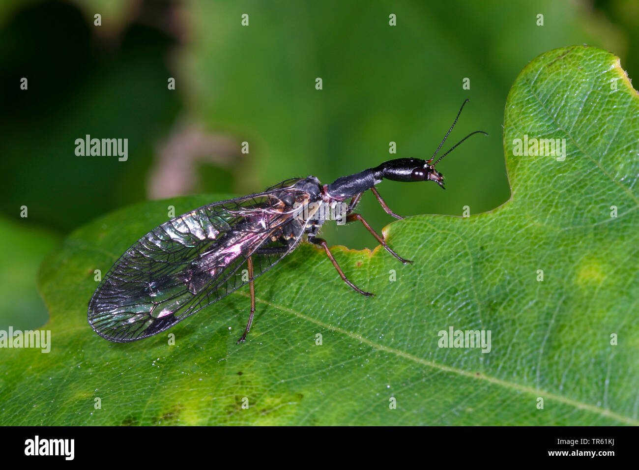 Snake fly (Phaeostigma notata, Rhaphidia notata), sitting on a leaf ...