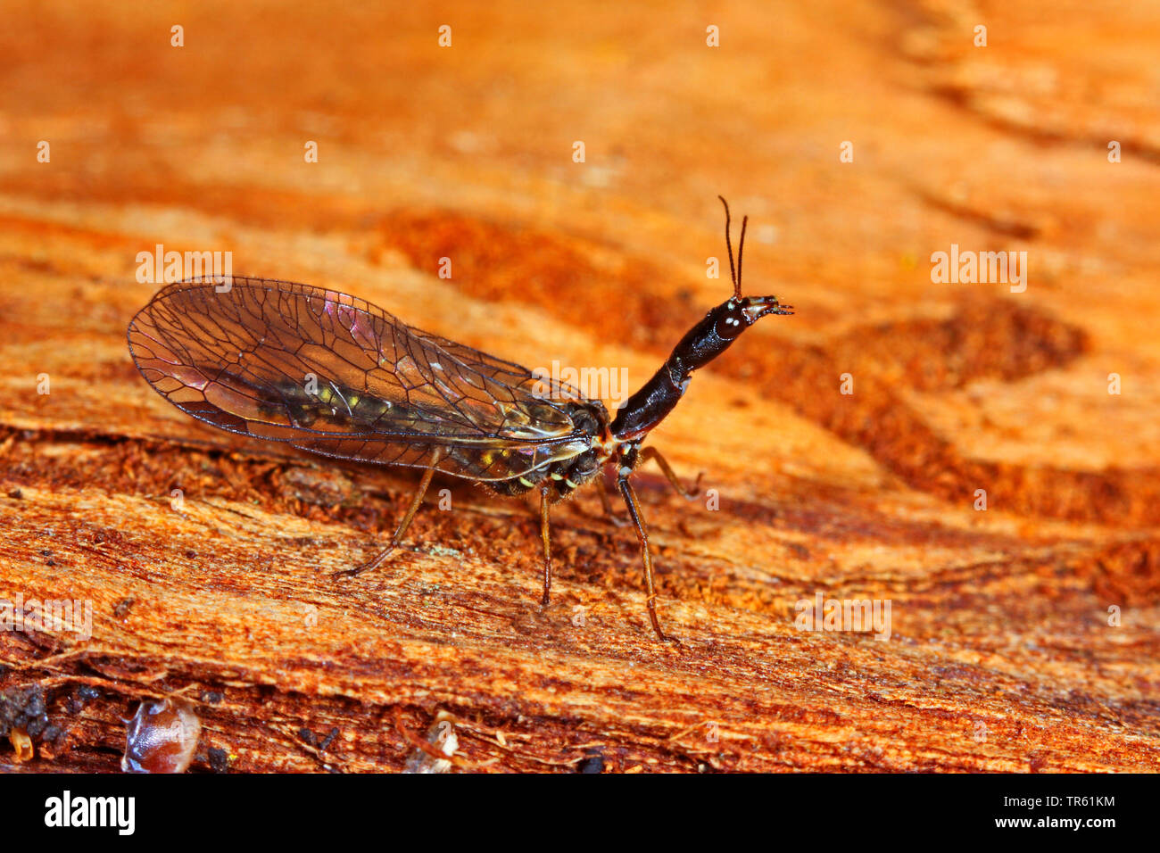 Snake fly (Phaeostigma notata, Rhaphidia notata), sitting on wood, side ...