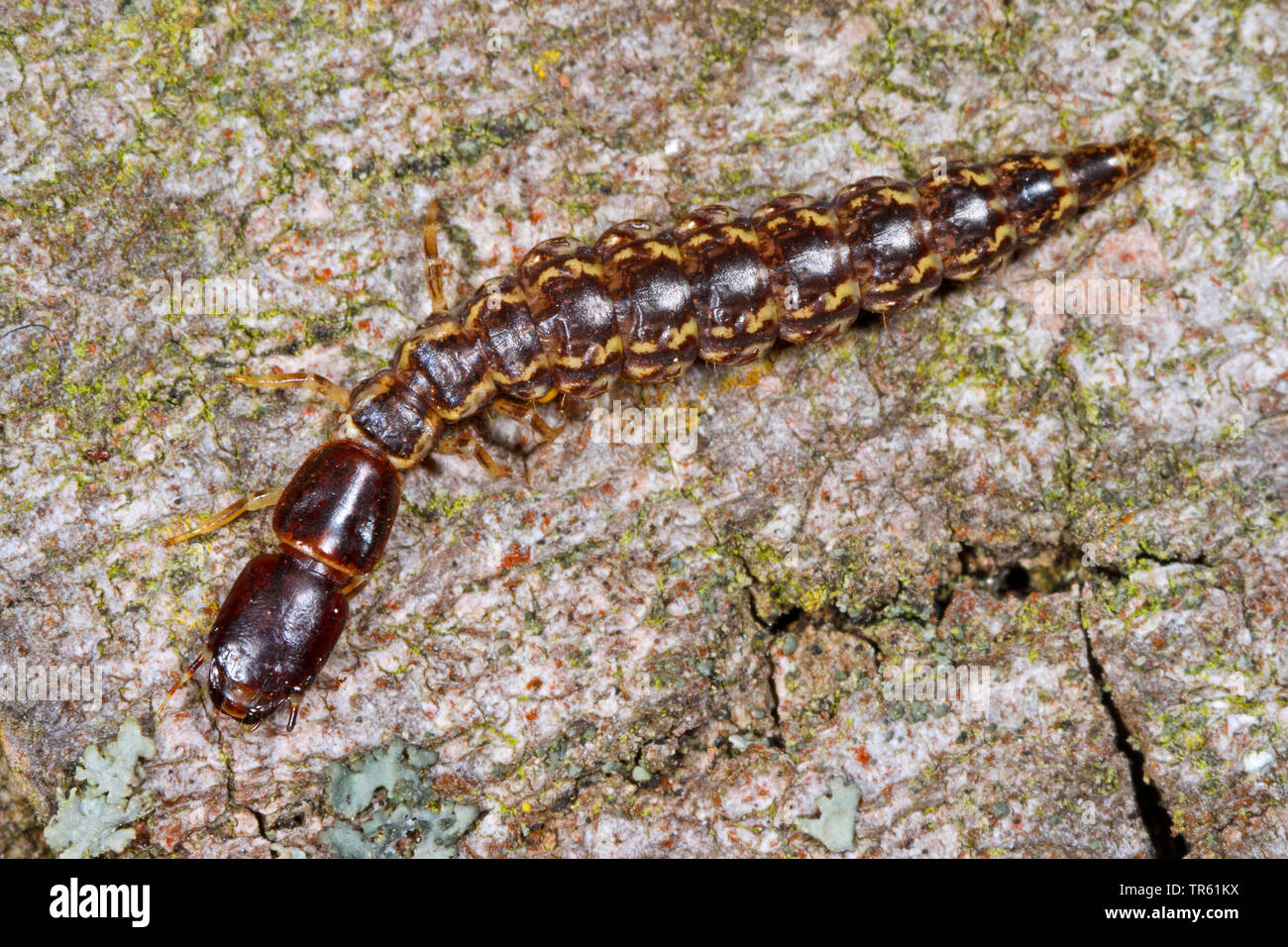 Snakefly hi-res stock photography and images - Alamy