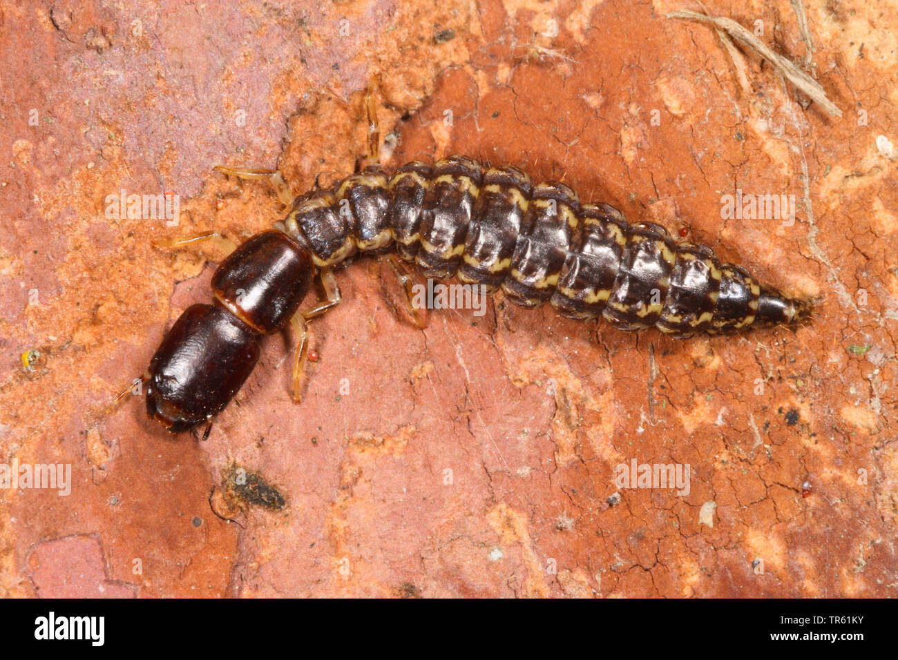 Snakefly hi-res stock photography and images - Alamy
