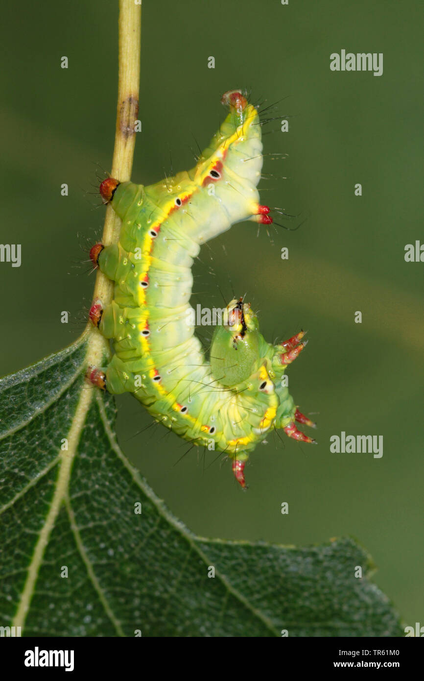 coxcomb prominent (Ptilodon capucina, Lophopteryx capucina ...