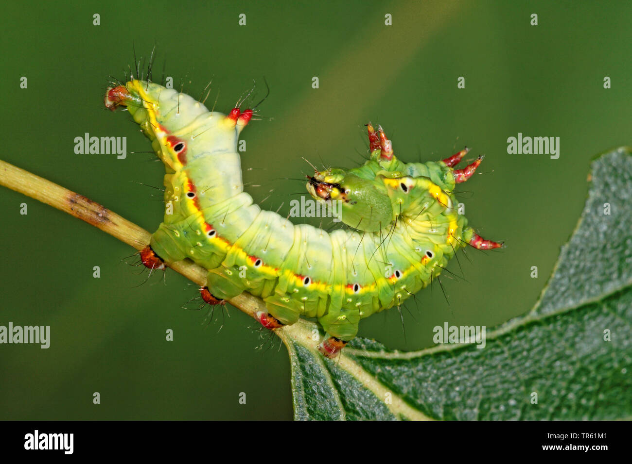 Coxcomb prominent moth caterpillar hi-res stock photography and images ...