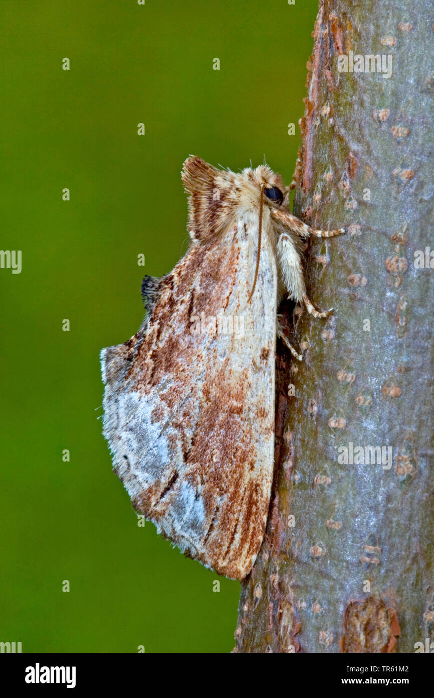 coxcomb prominent (Ptilodon capucina, Lophopteryx capucina), sitting at ...
