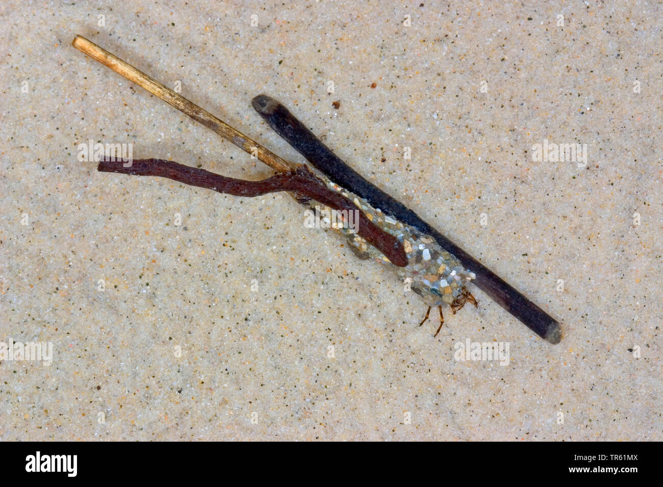 Caddis fly larvae anabolia nervosa hi-res stock photography and images ...
