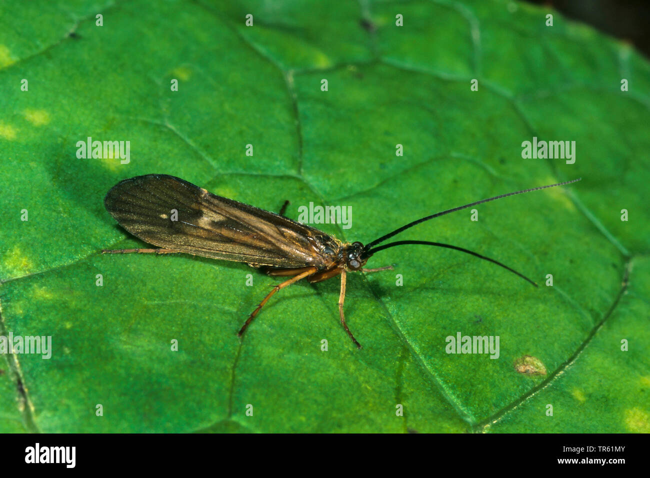 Brown Sedge fly (Anabolia nervosa), sitting on a leaf, side view ...