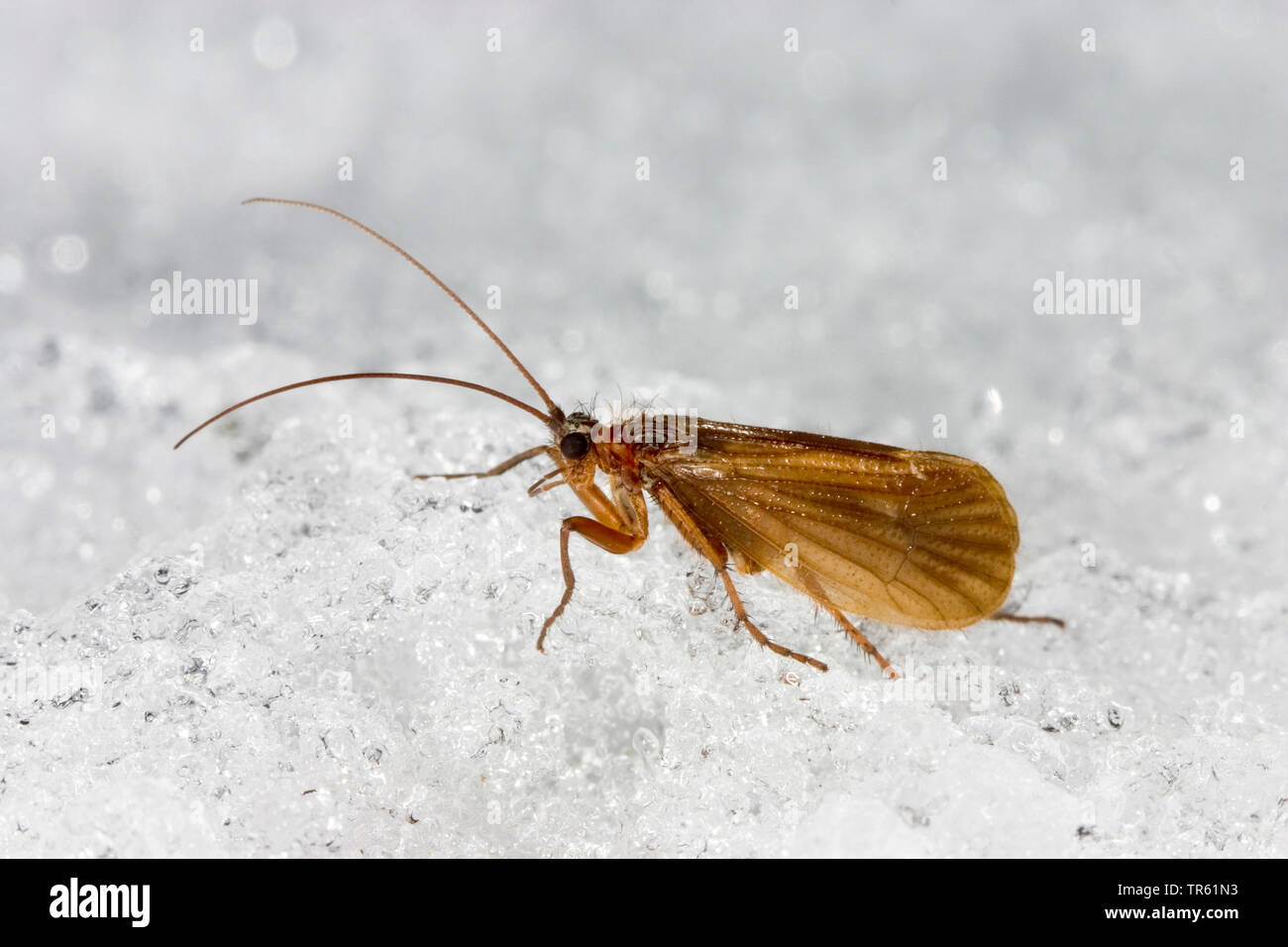 Insect snow hi-res stock photography and images - Alamy