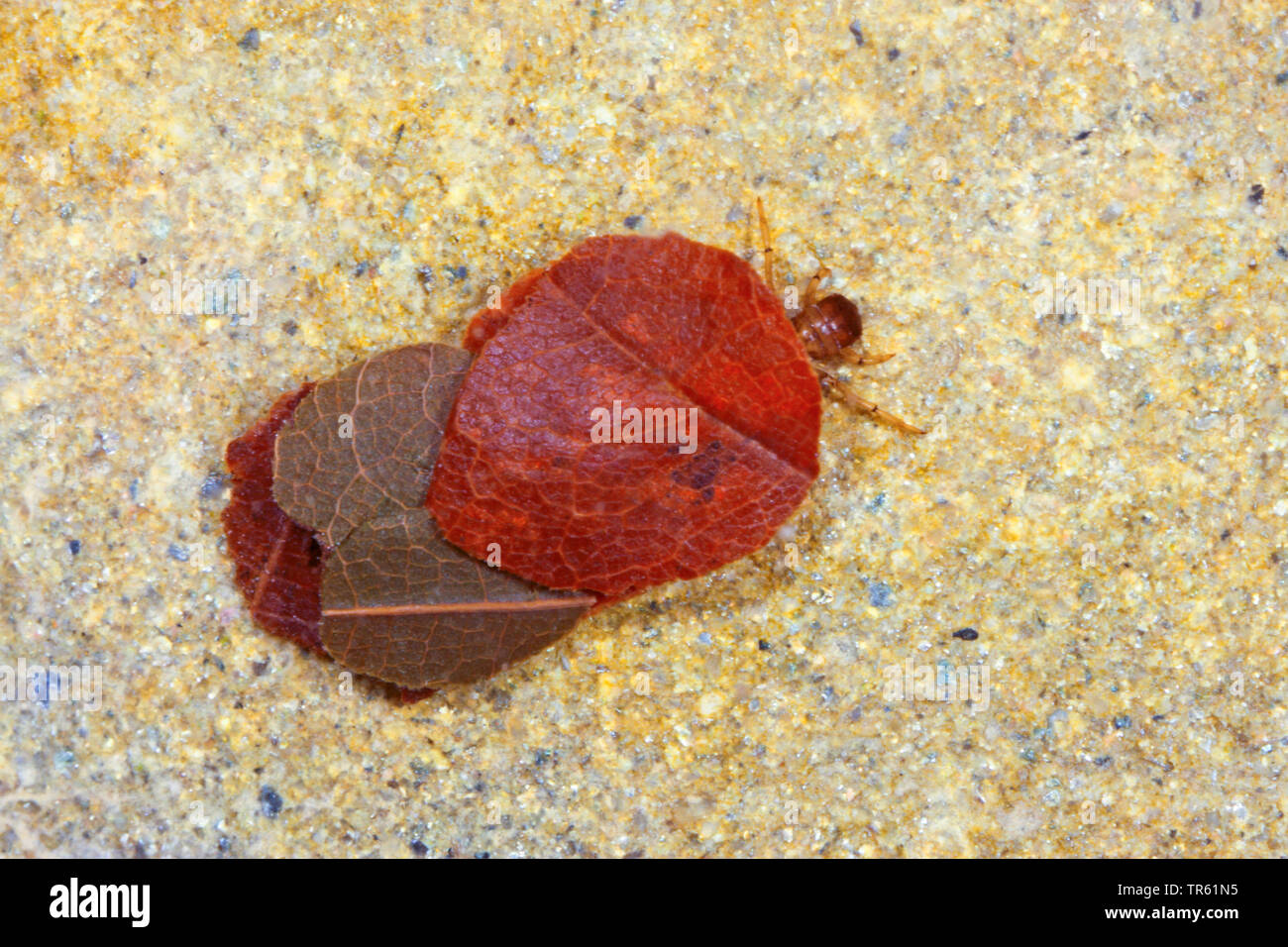 Caddisfly cases hi-res stock photography and images - Alamy