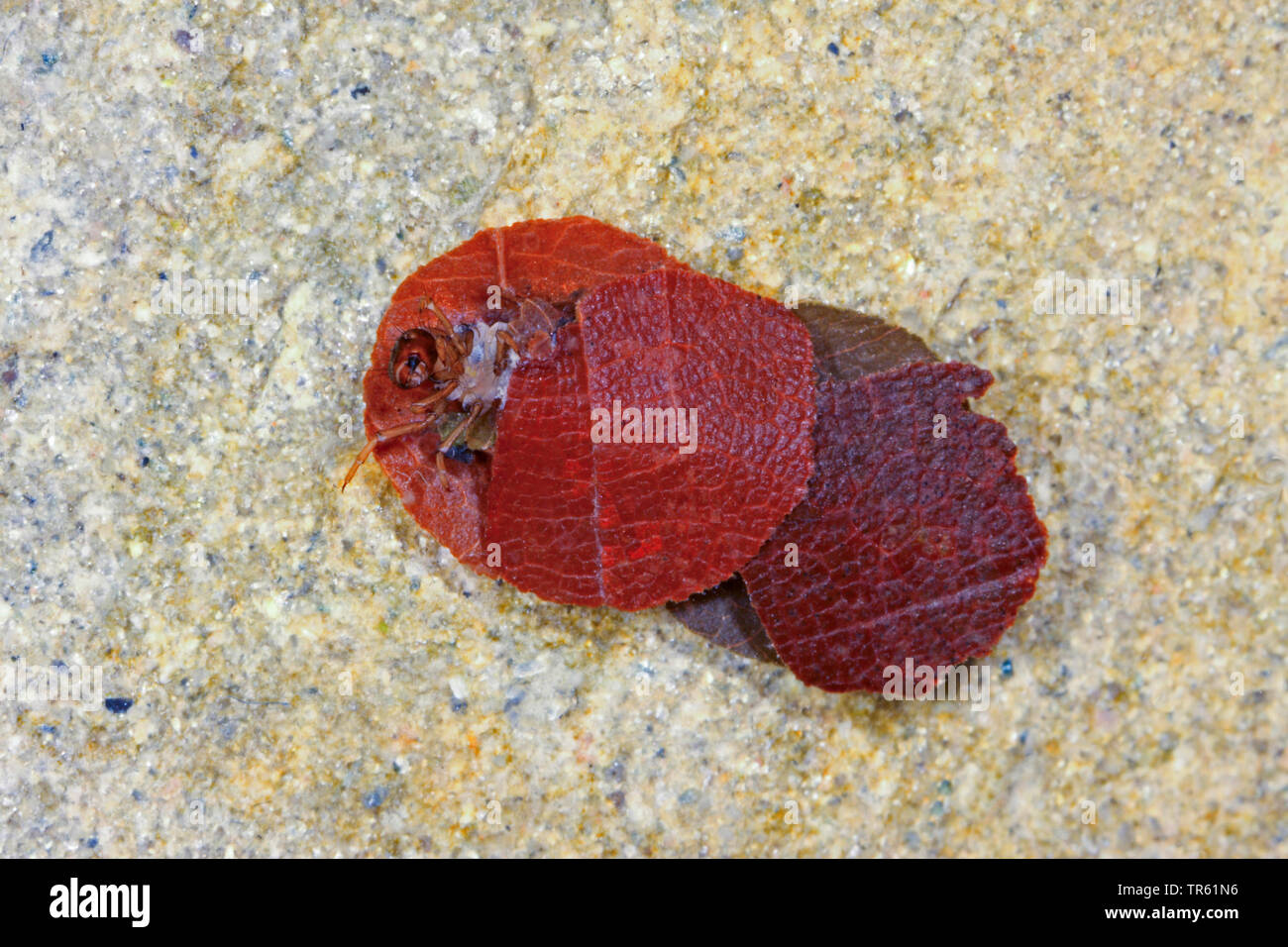Case stone hi-res stock photography and images - Alamy