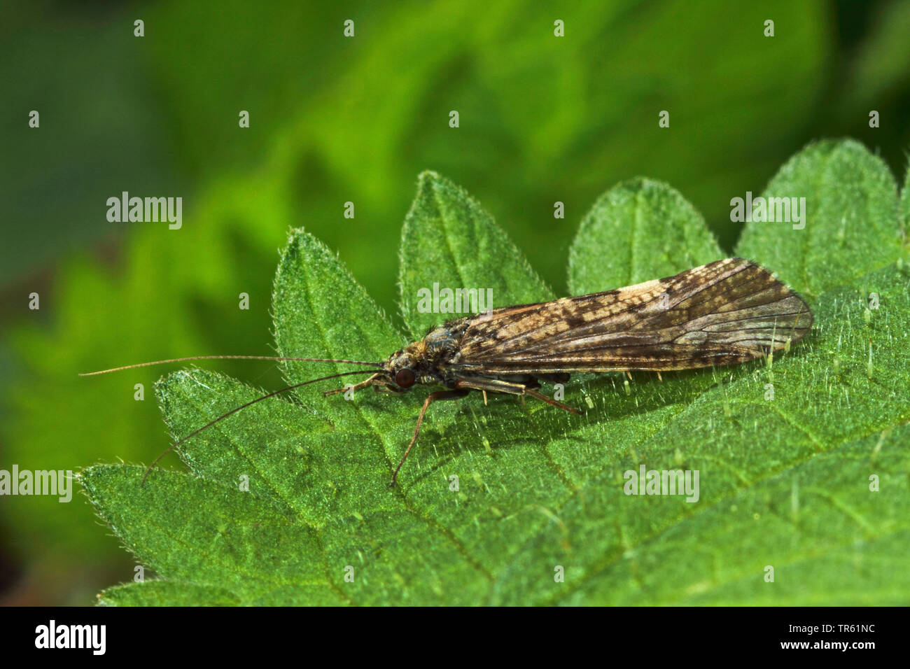 Hydropsyche hi-res stock photography and images - Alamy