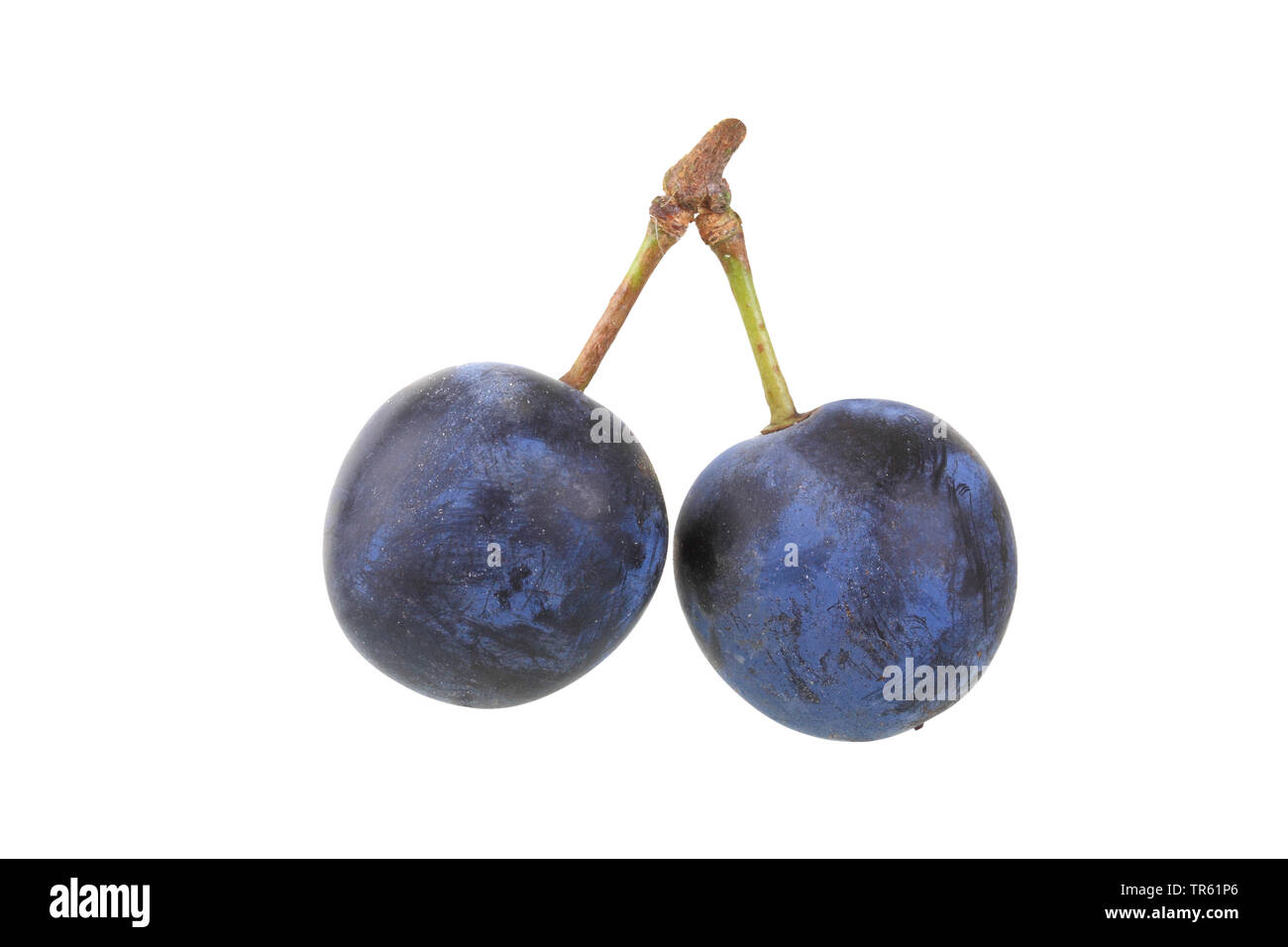 Duo plum hi-res stock photography and images - Alamy