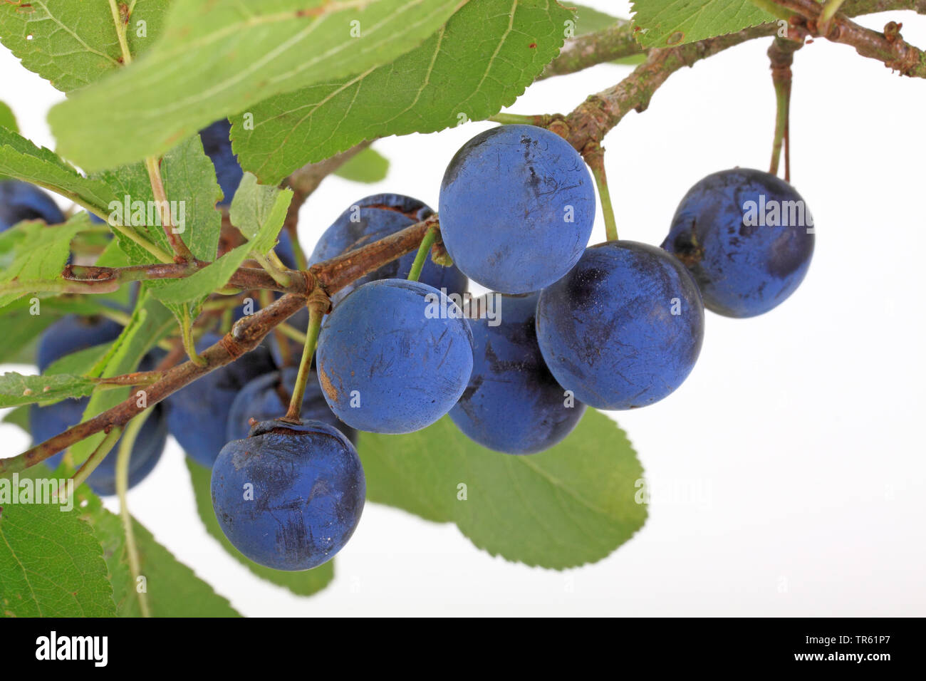 European plum (Prunus domestica), plums, cultivar Brennzwetsche, cutout ...